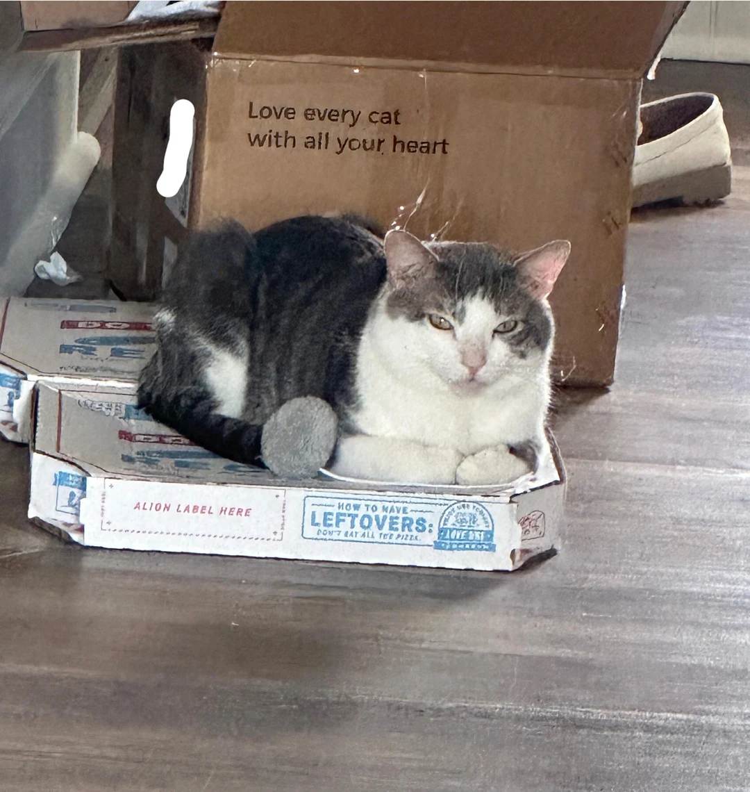 Pizza loaf ( he’s obsessed with boxes) | Scrolller