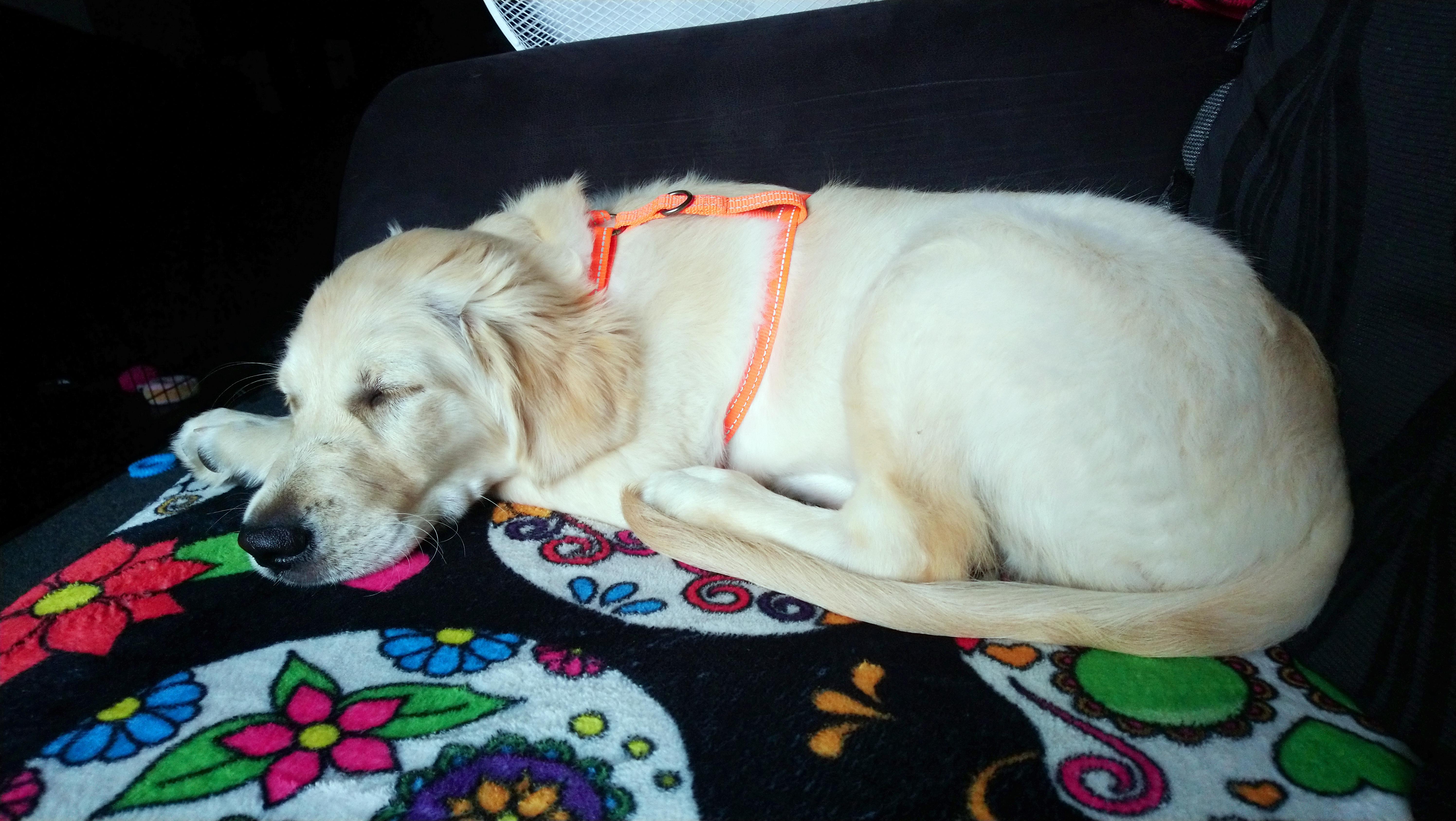 Ember is just back from her first walk. Didn't even get chance to take her harness off before ...