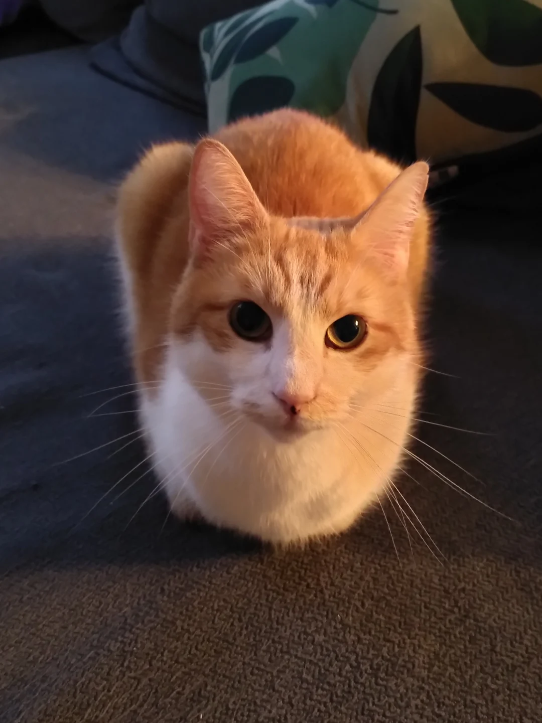 Perfect little loaf | Scrolller