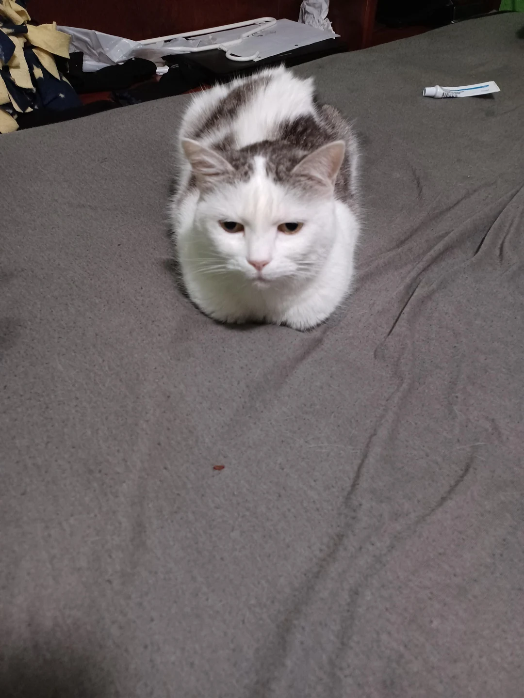 my purrfect loaf went moldy :( | Scrolller