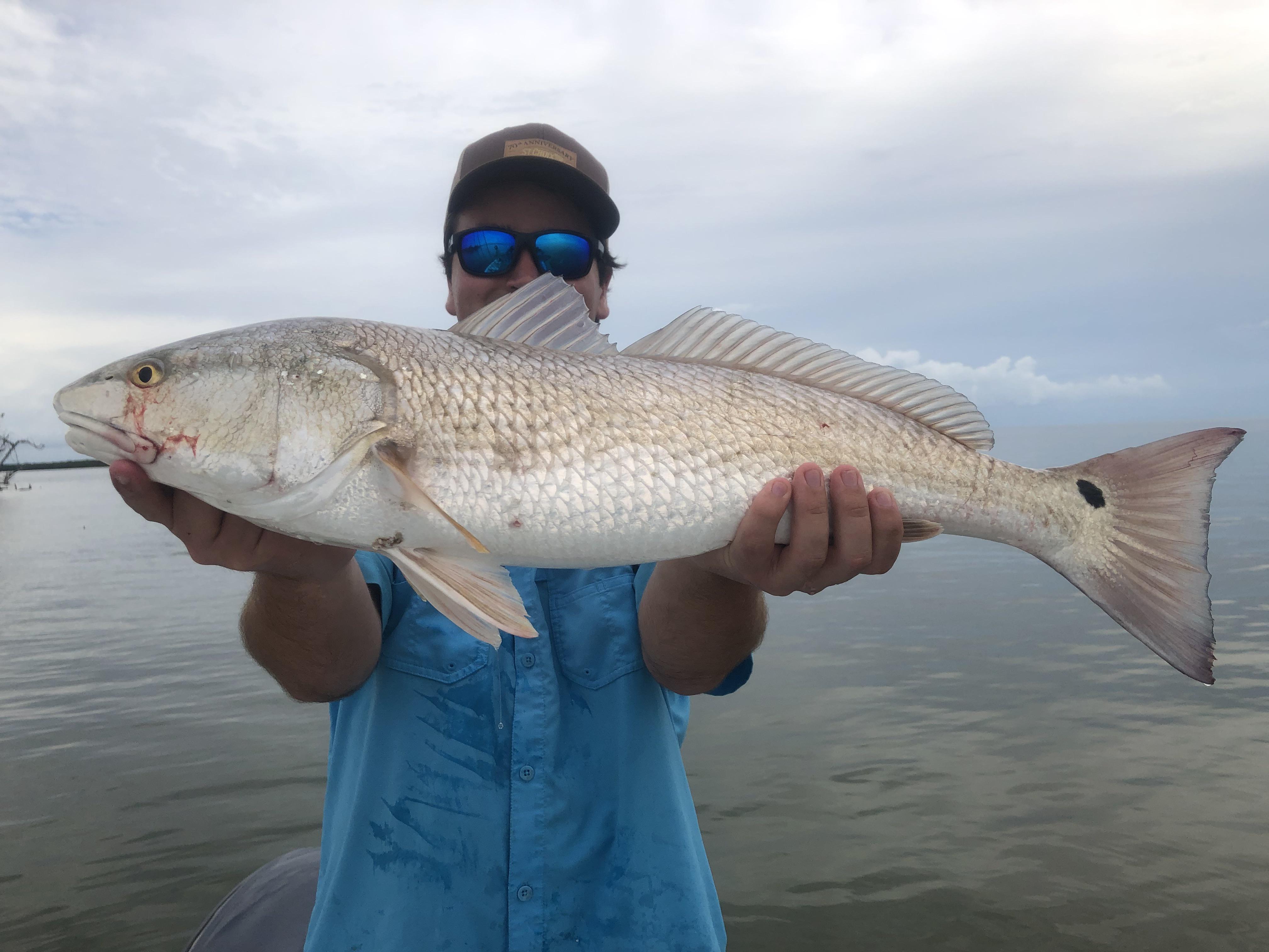 Redfish from the Everglades | Scrolller