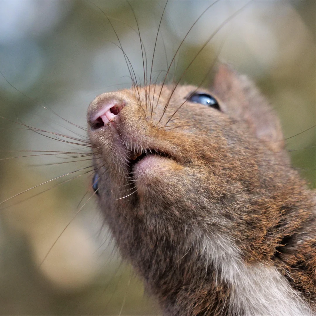 Looking up Big Chocolate's nose | Scrolller