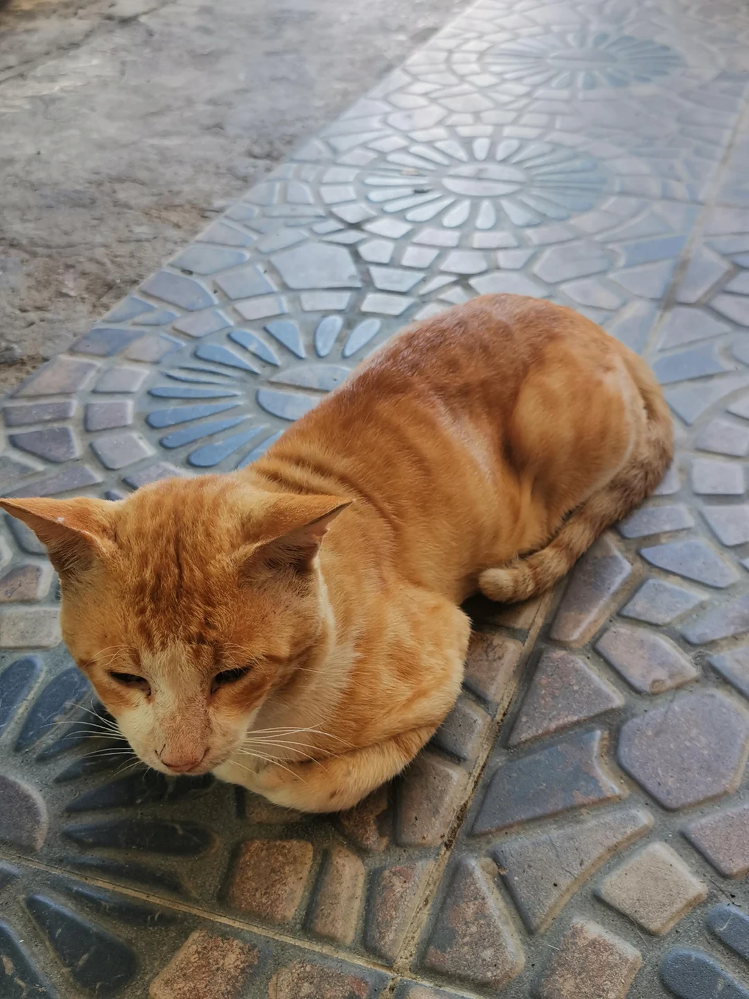 cat loaf | Scrolller