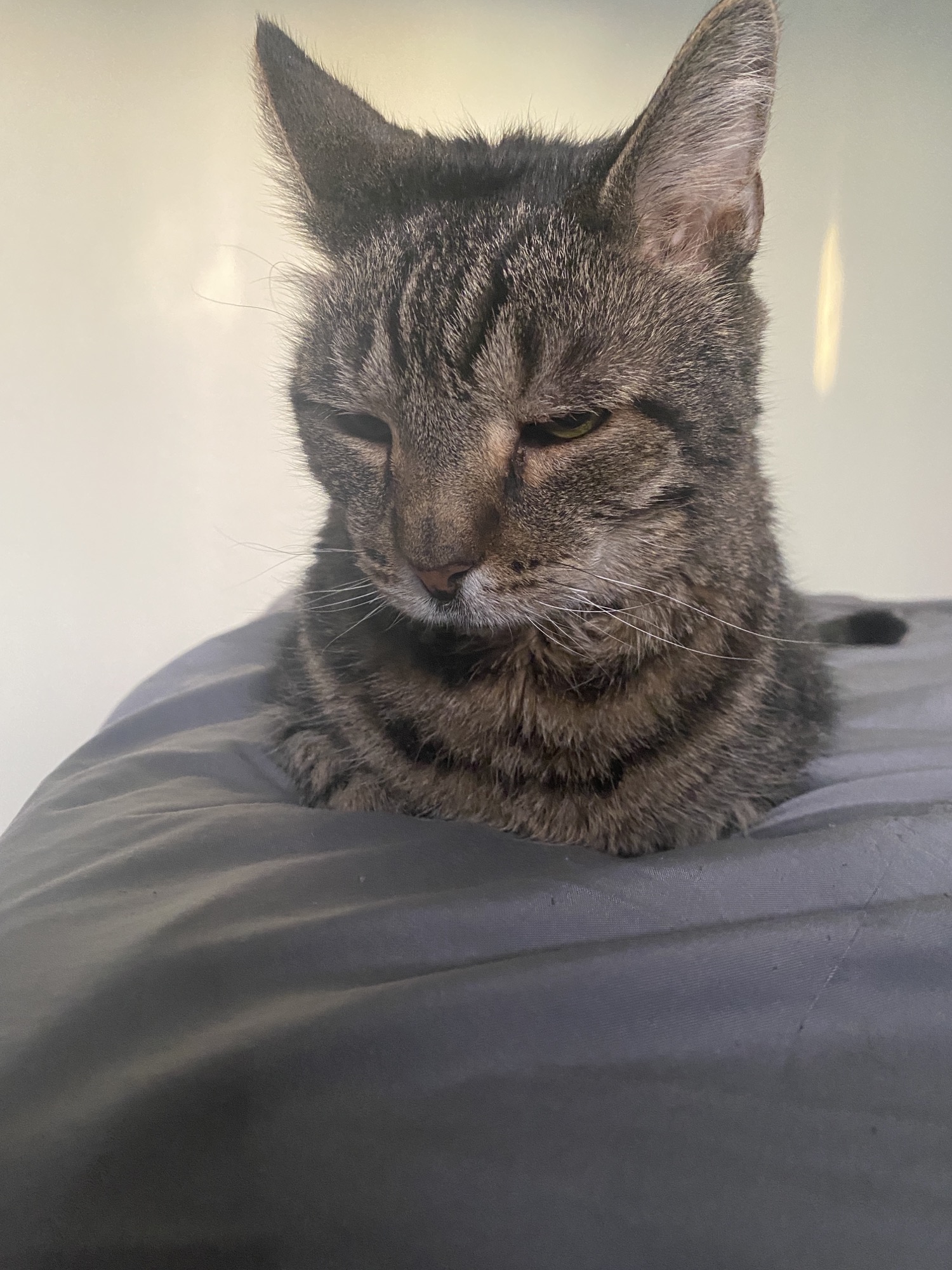 Toby is not amused by being called a loaf | Scrolller