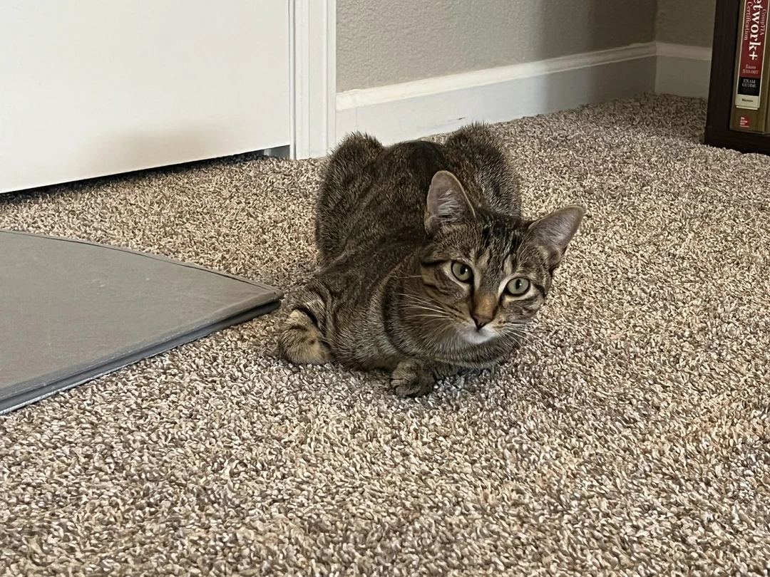 Little gangster lean loaf | Scrolller