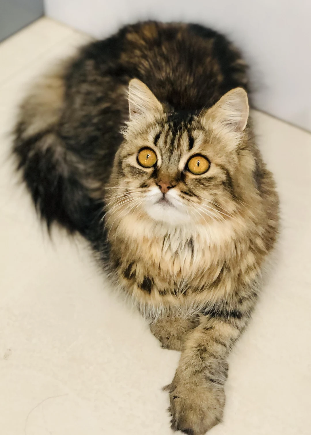 Is she main coon? | Scrolller