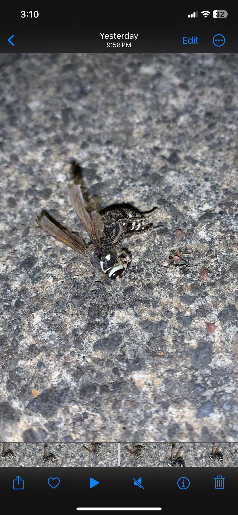 Bald Faced Hornet Confirmation | Scrolller