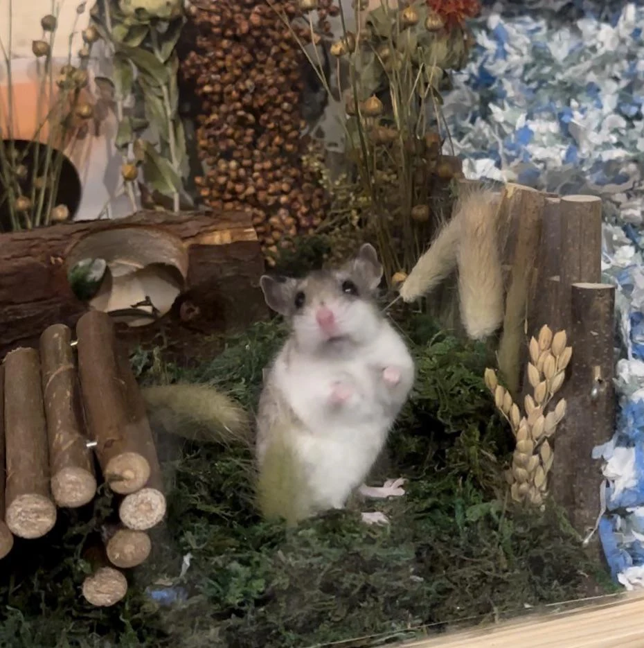 Discover more like Hamsters: Peek a boo! and Related Content | Scrolller