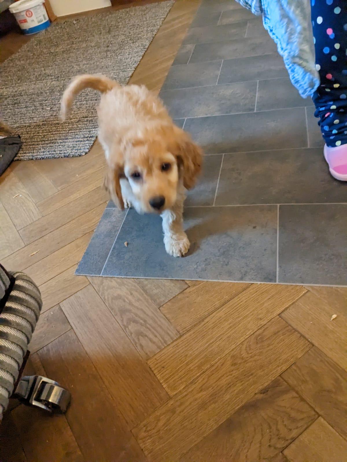 Puppy exploration mode: ON | Scrolller