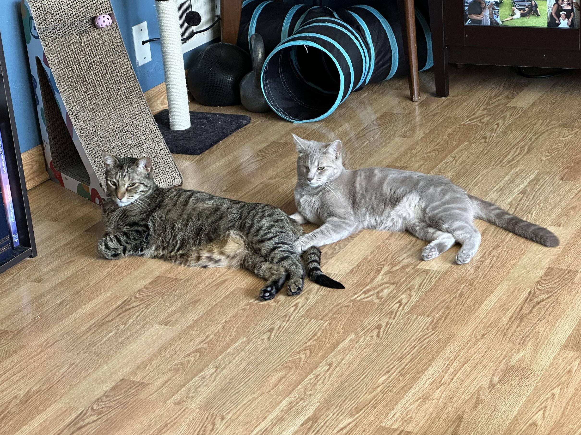 [OC] copy cat | Scrolller