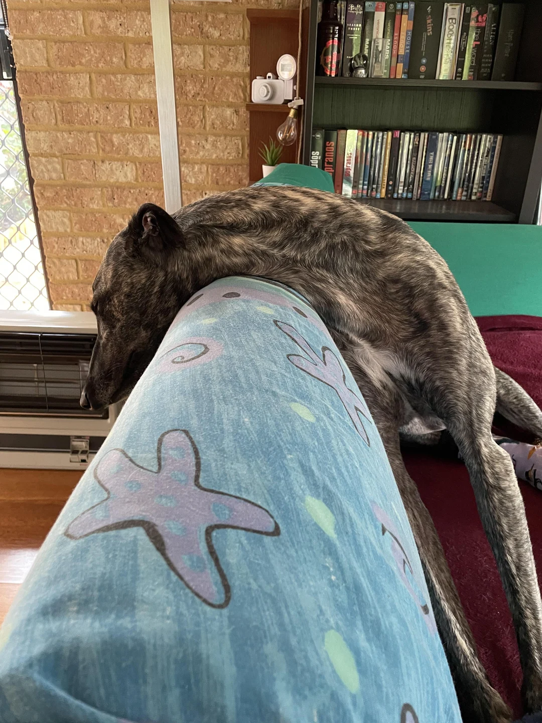 Bendy Boy | Scrolller