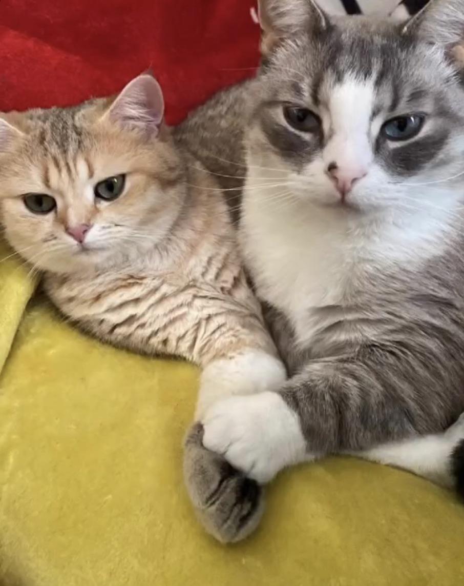 A cute couple | Scrolller