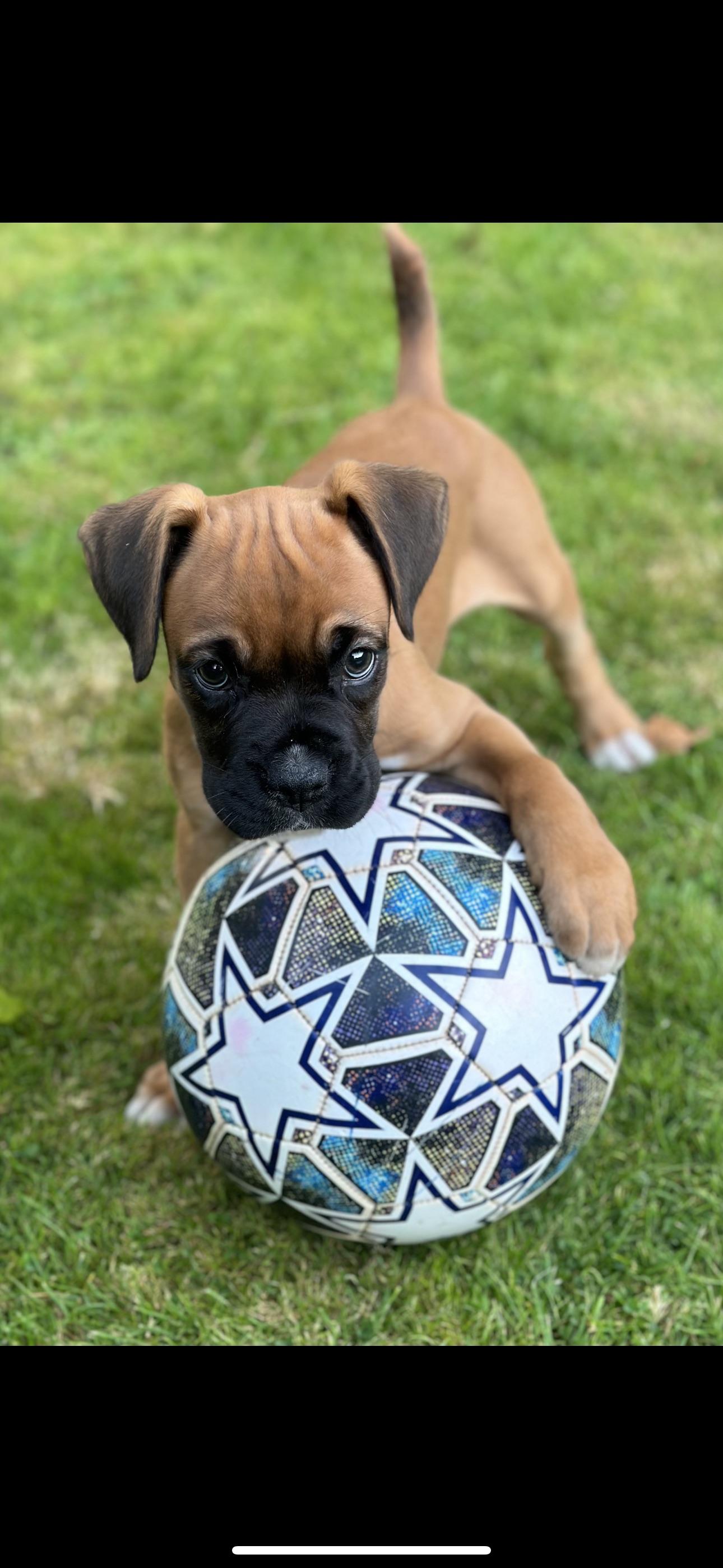 (OC) Our Boxer Pup 🐶 | Scrolller