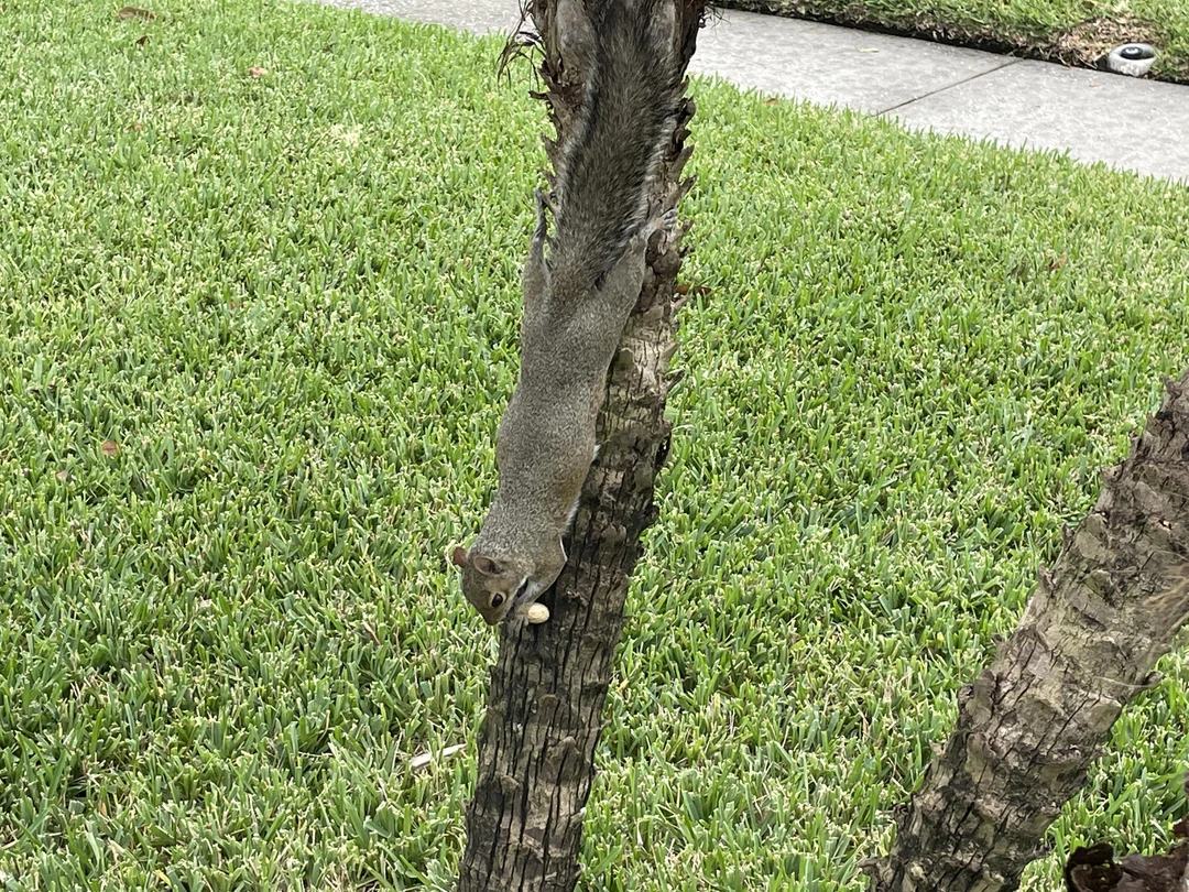 I call her Ms. Peanut, here inverted enjoying her snack. | Scrolller