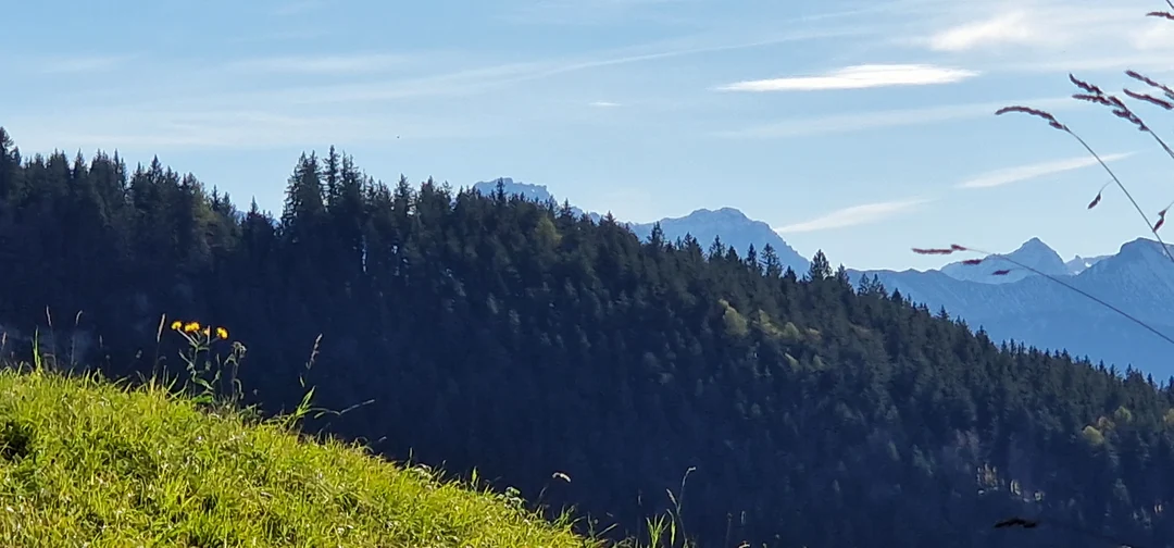 Wildflower on a meadow in the Austrian Alps above Fraxern [OC] [4000x1868] | Scrolller