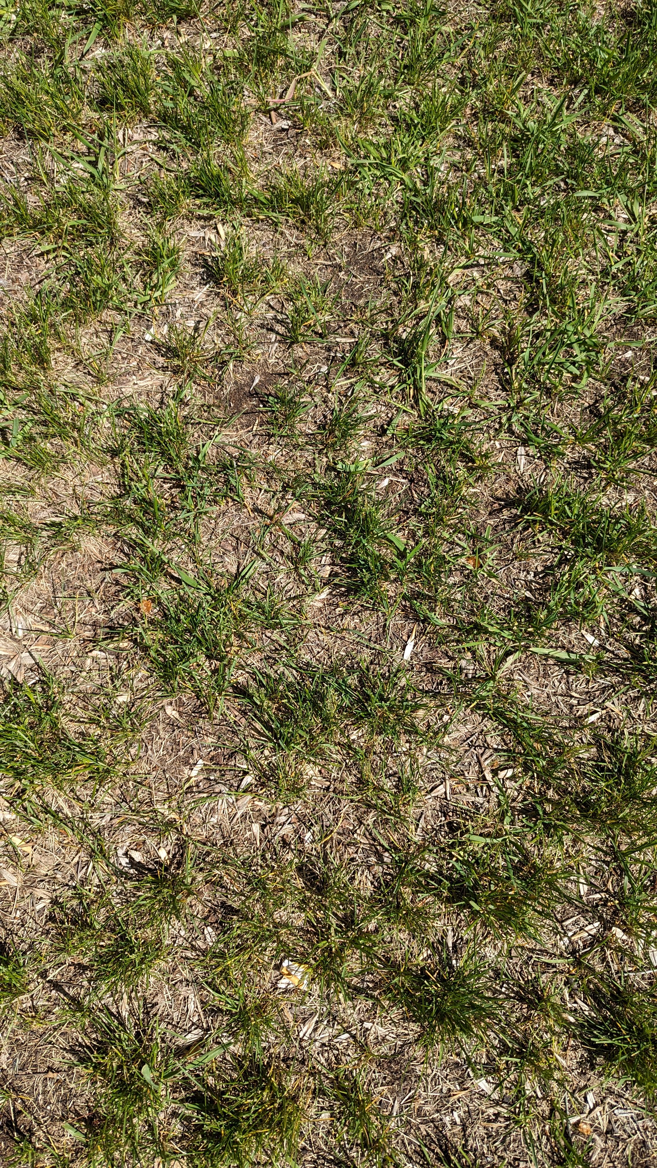 Lawn help! | Scrolller