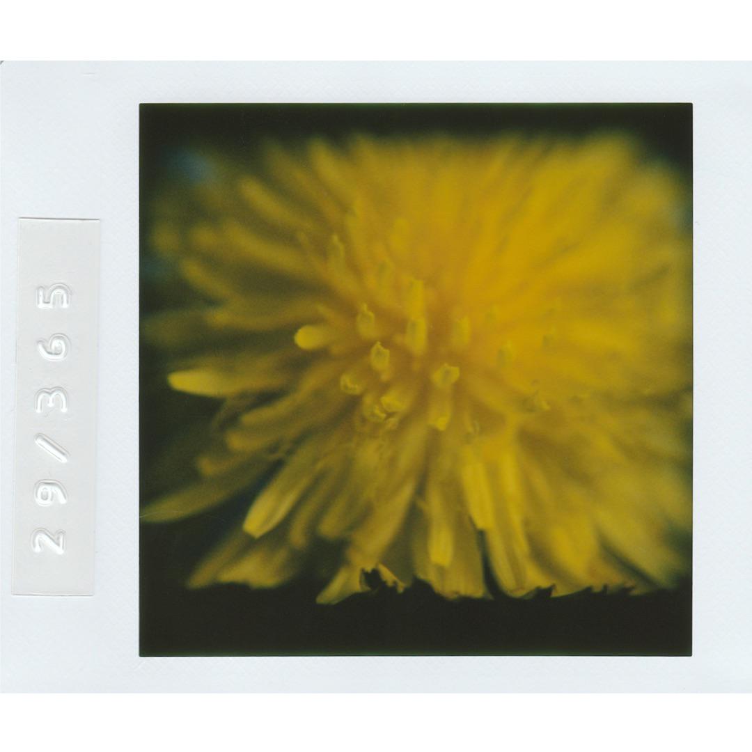 29/365 DandyLion NONS MACRO | Scrolller