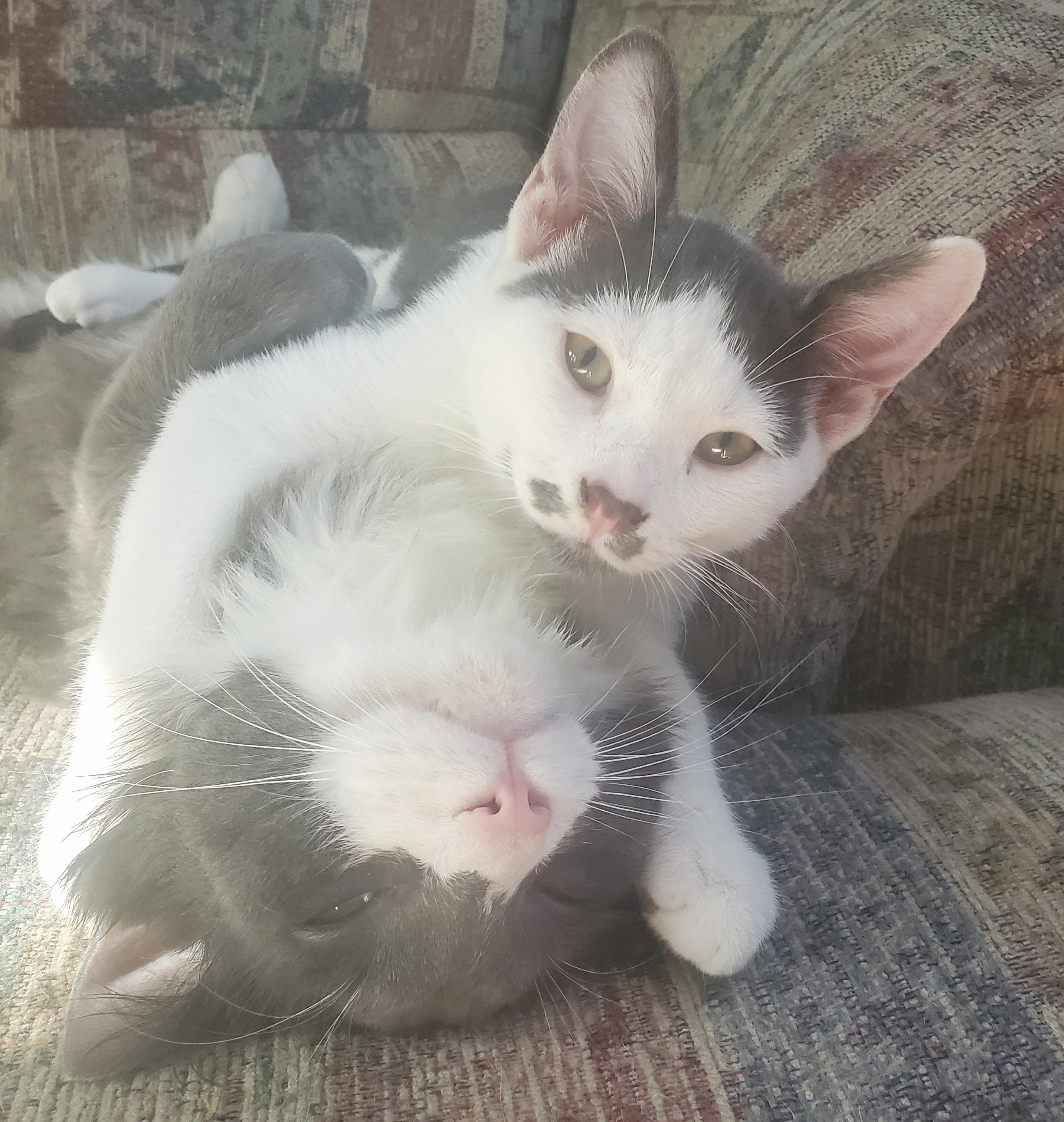 Murphy is so patient with his lil brother Eddie. | Scrolller