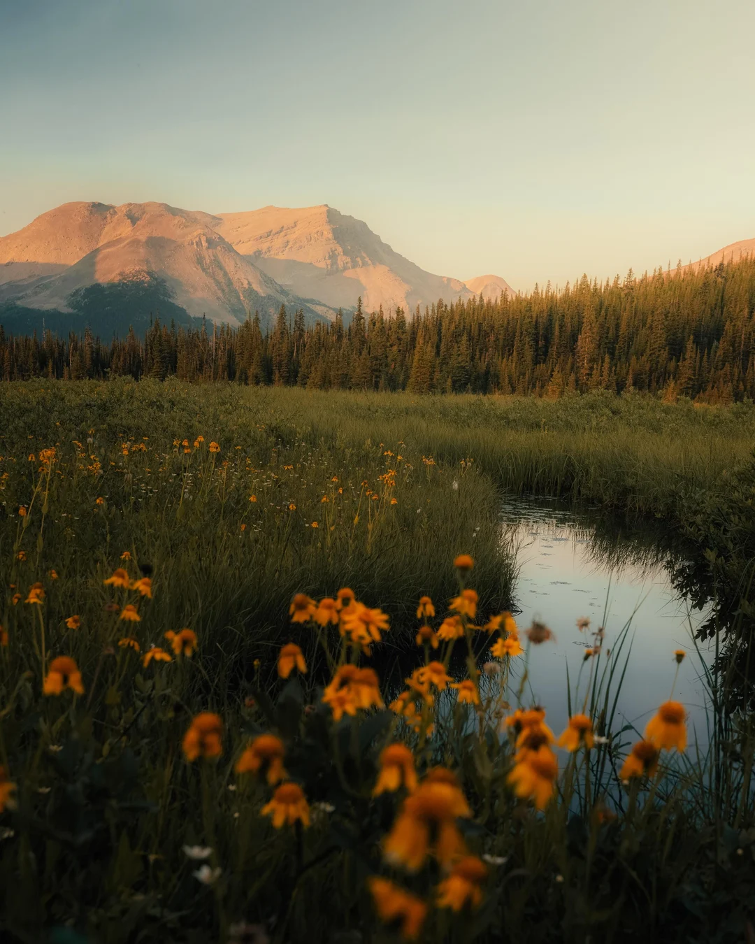 Mountain meadows in Jasper National Park, Alberta, Canada [2400x3000] [OC] | Scrolller