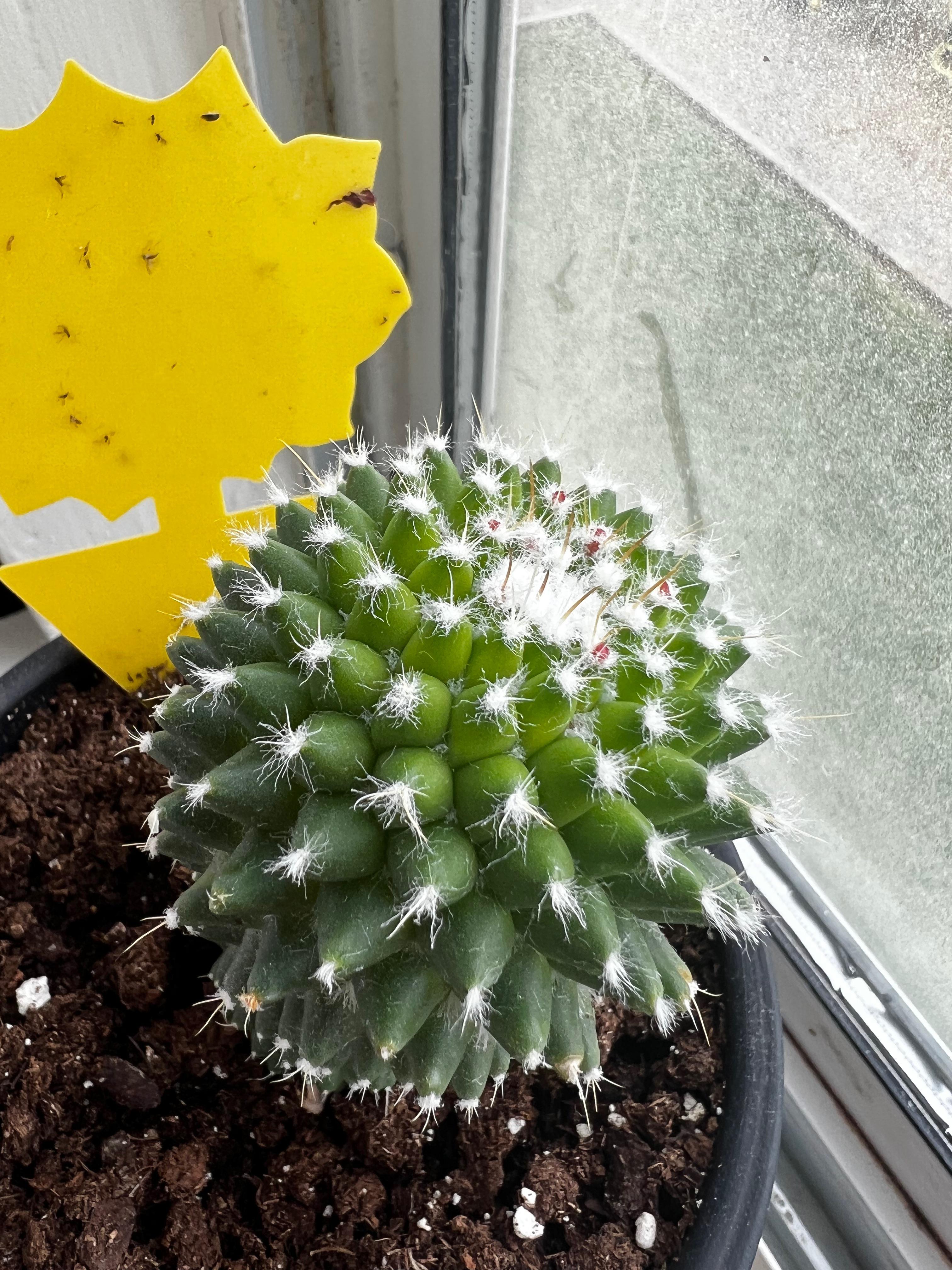 Anyone know what the little stems and dots growing out the top of my ...