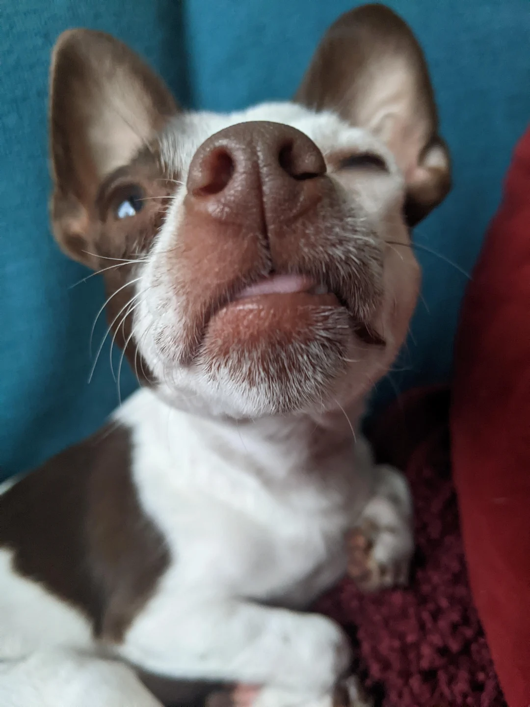 post nap mega-derps | Scrolller