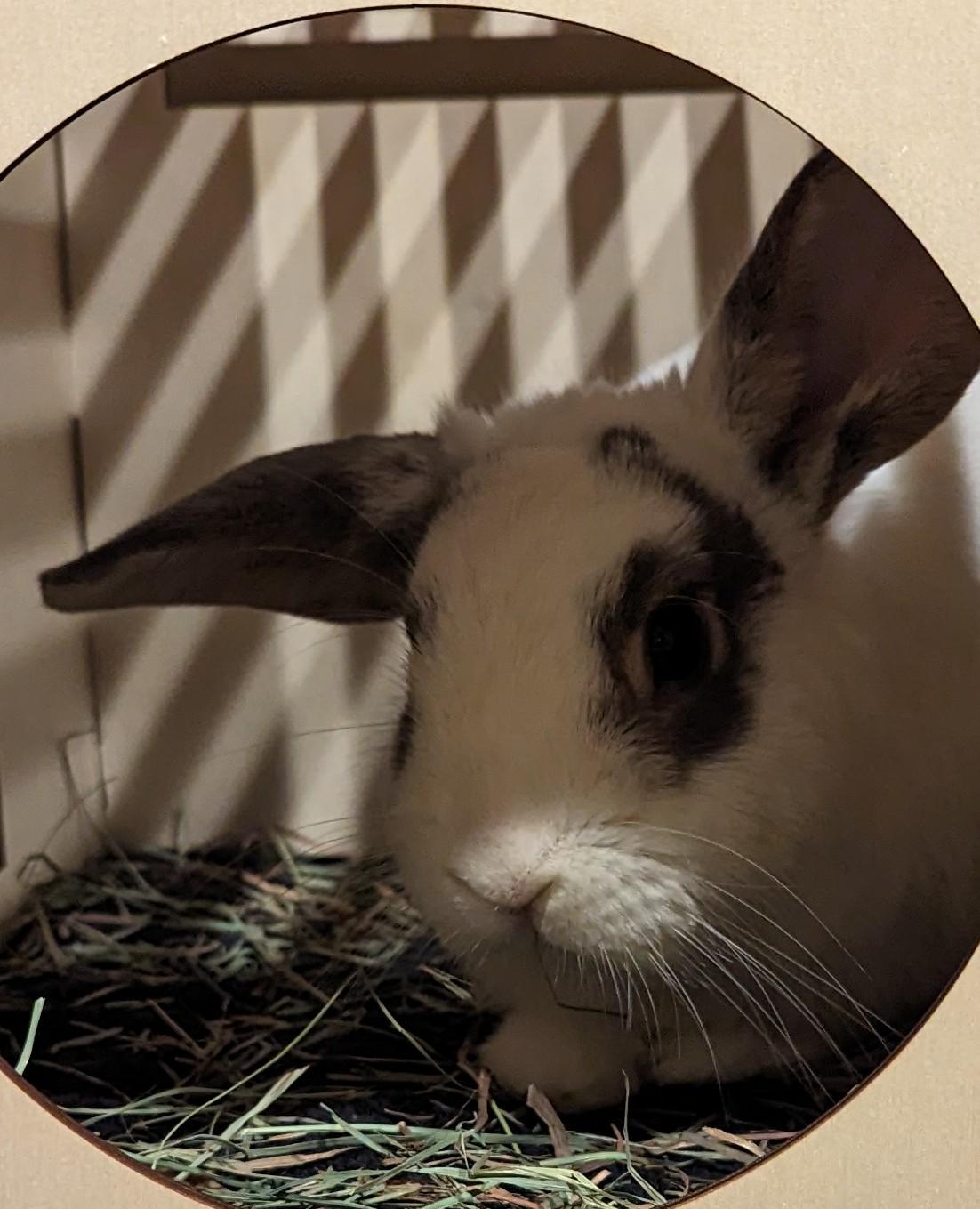 Ian rabbit bun bun | Scrolller