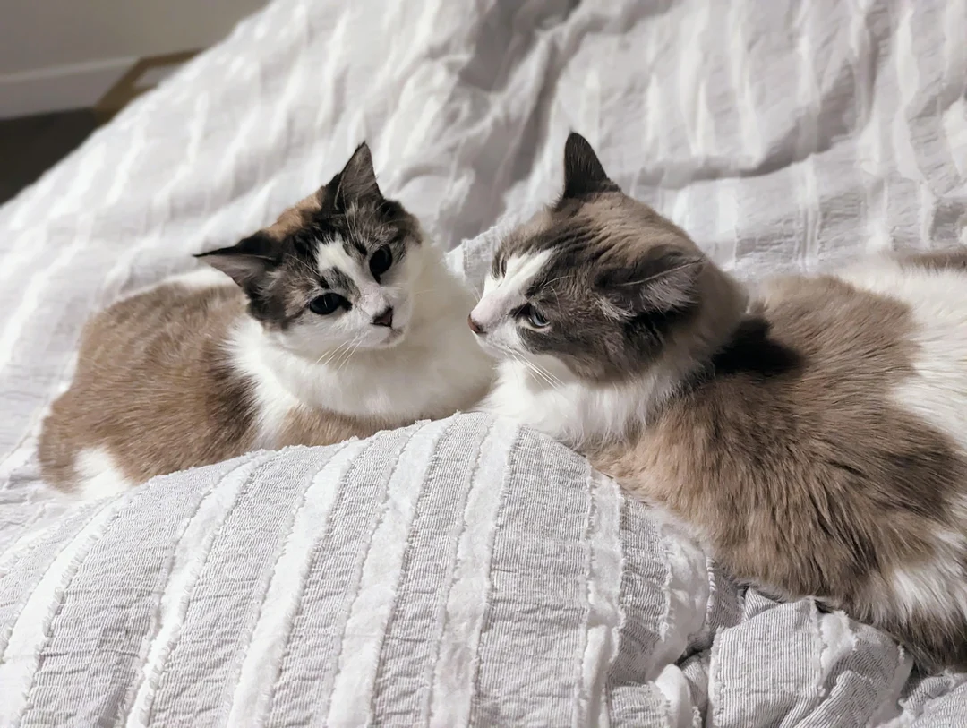 Discover more like Catloaf: Double loaves -- one of them is a copycat. and Related Content ...