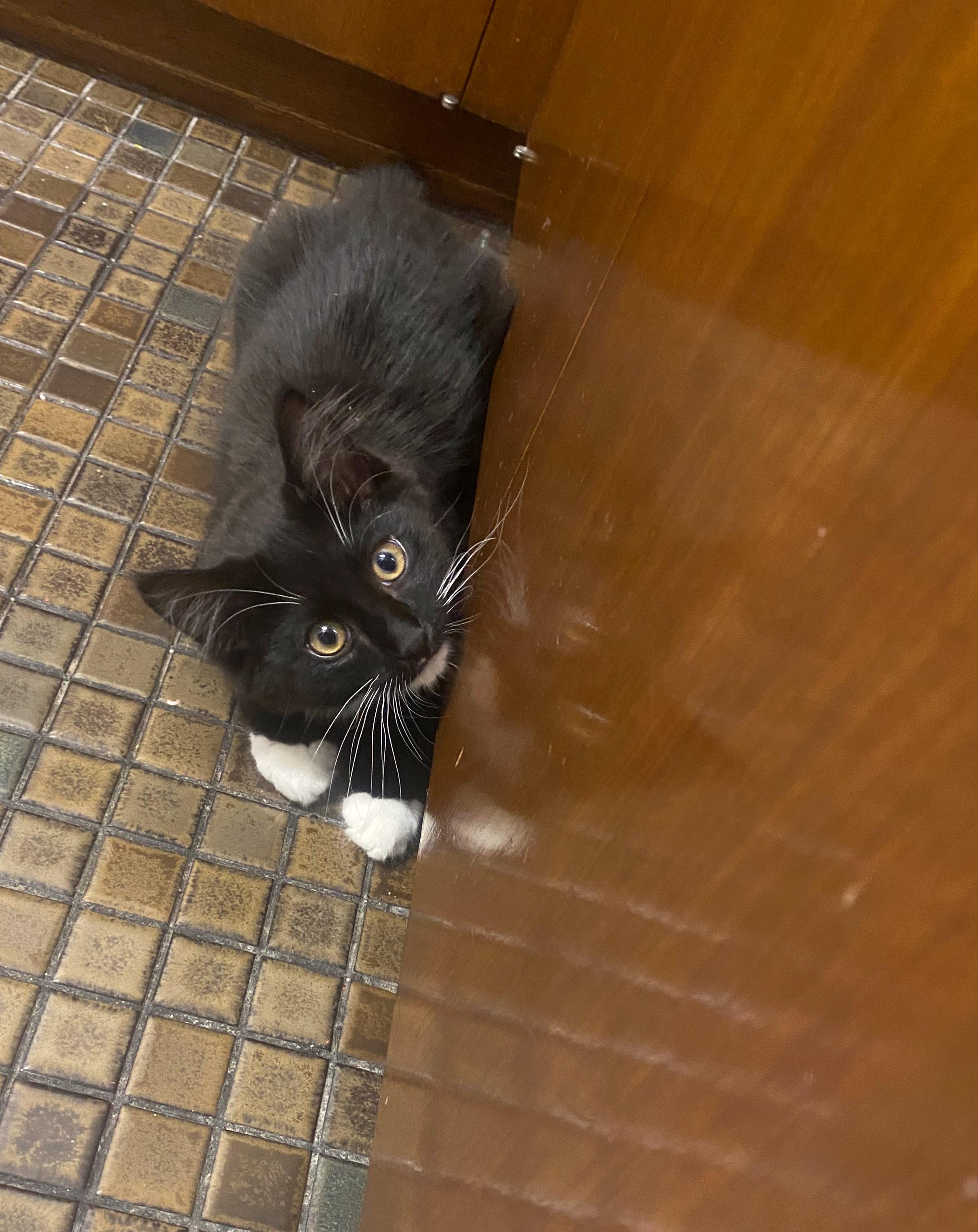 My 4 month old overlord, Danzig | Scrolller