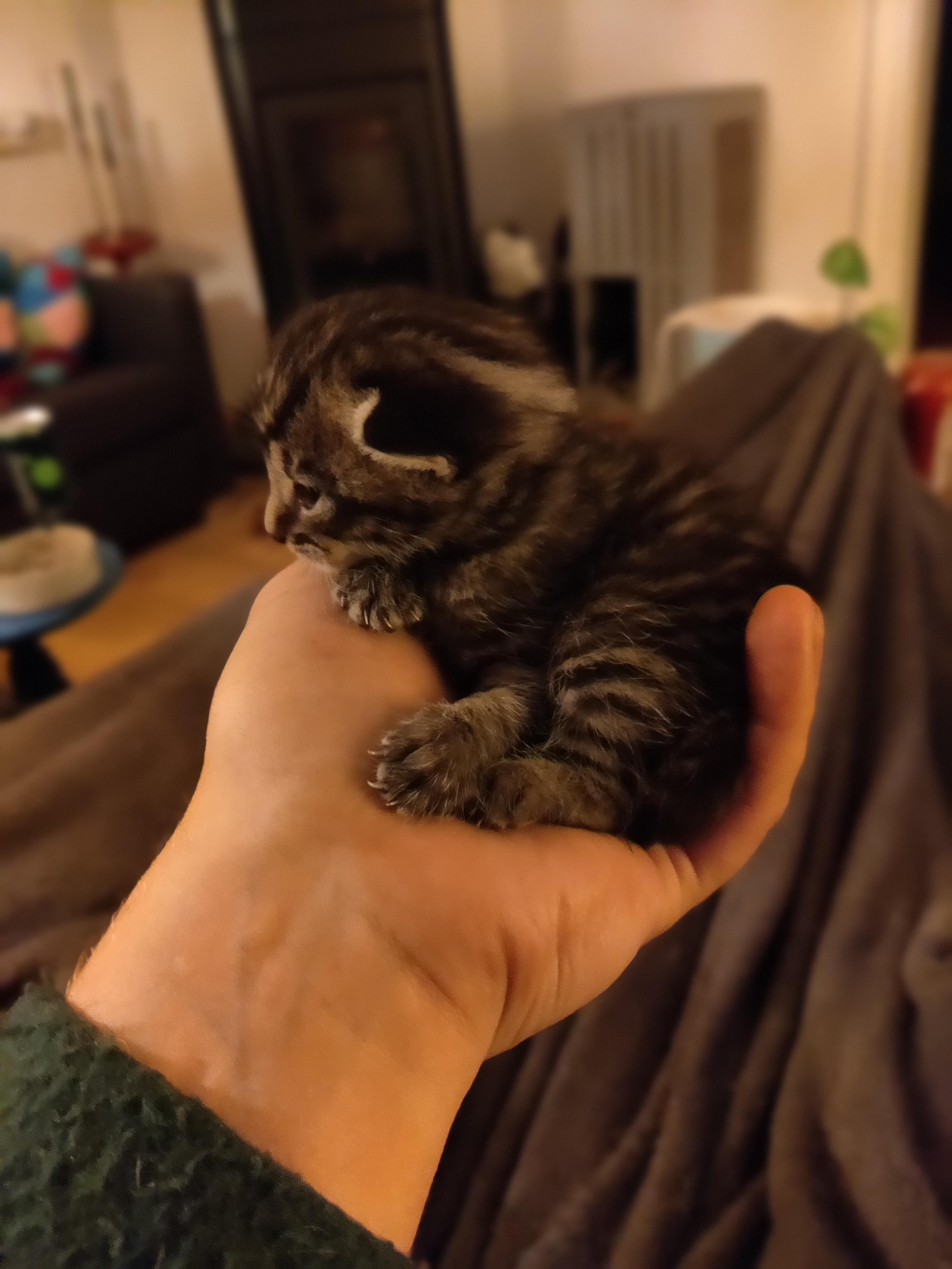 [OC] Hello world! | Scrolller