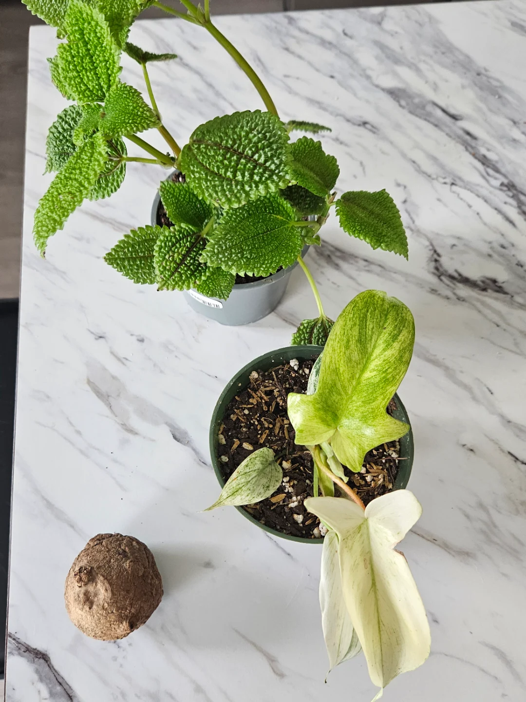 Plant app | Scrolller