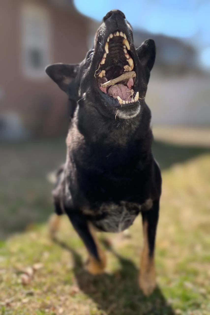 Fetch is life | Scrolller