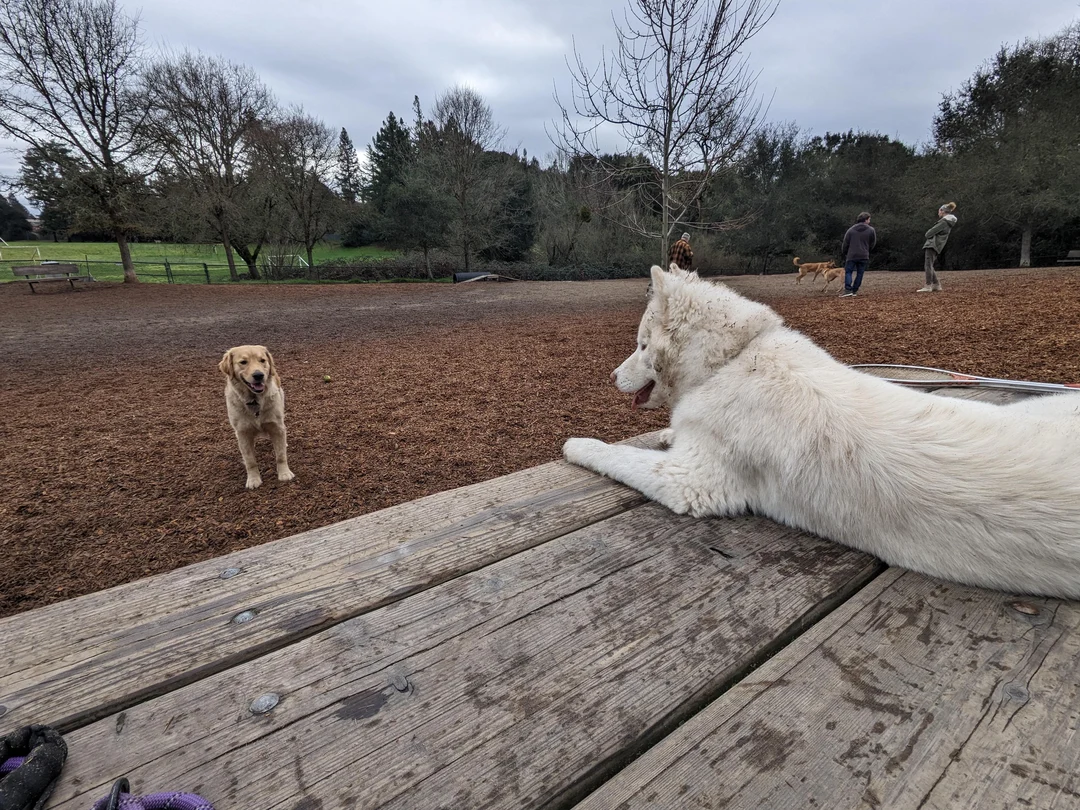 Usually she likes Goldens, but she spent a good amount of time at home base. | Scrolller