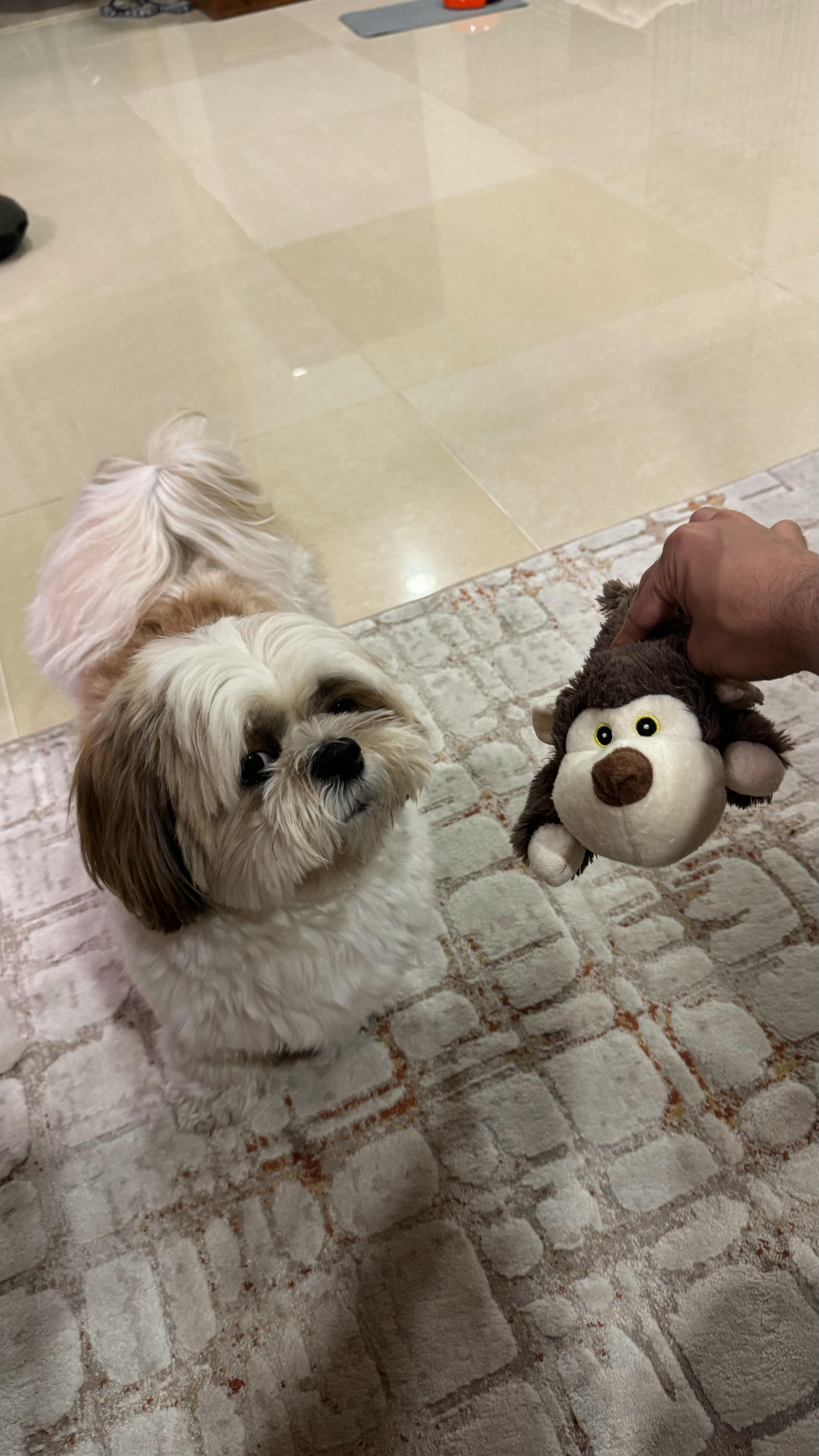 Two monkeys in one photo 😍 | Scrolller