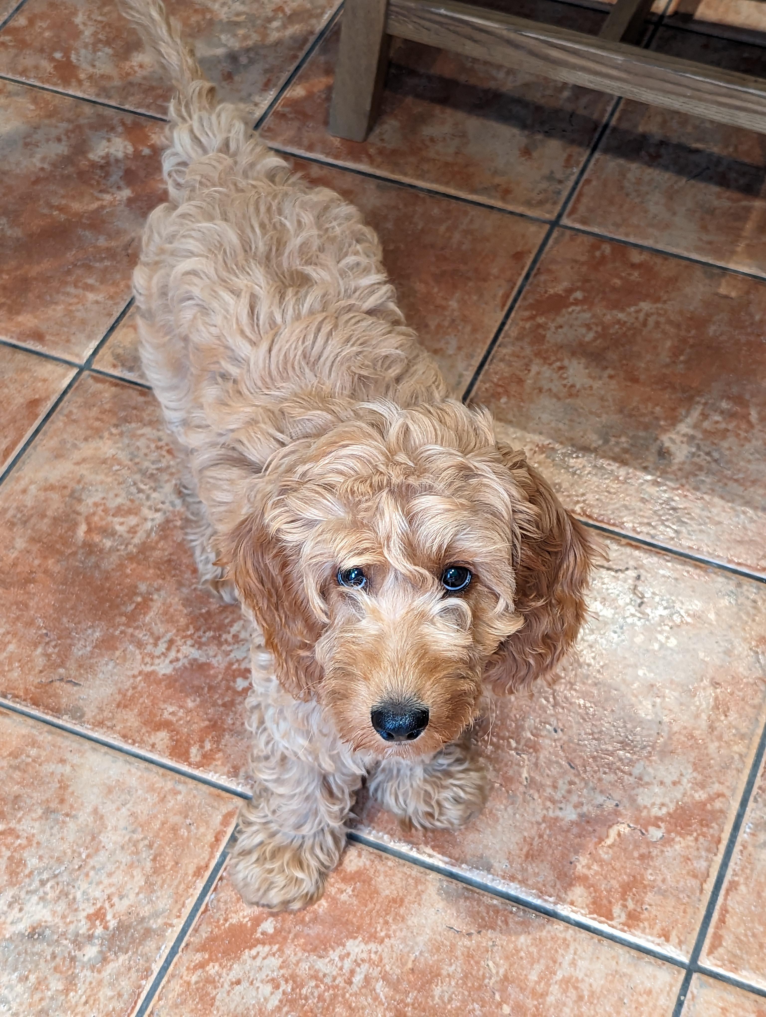 Meet Lola. | Scrolller