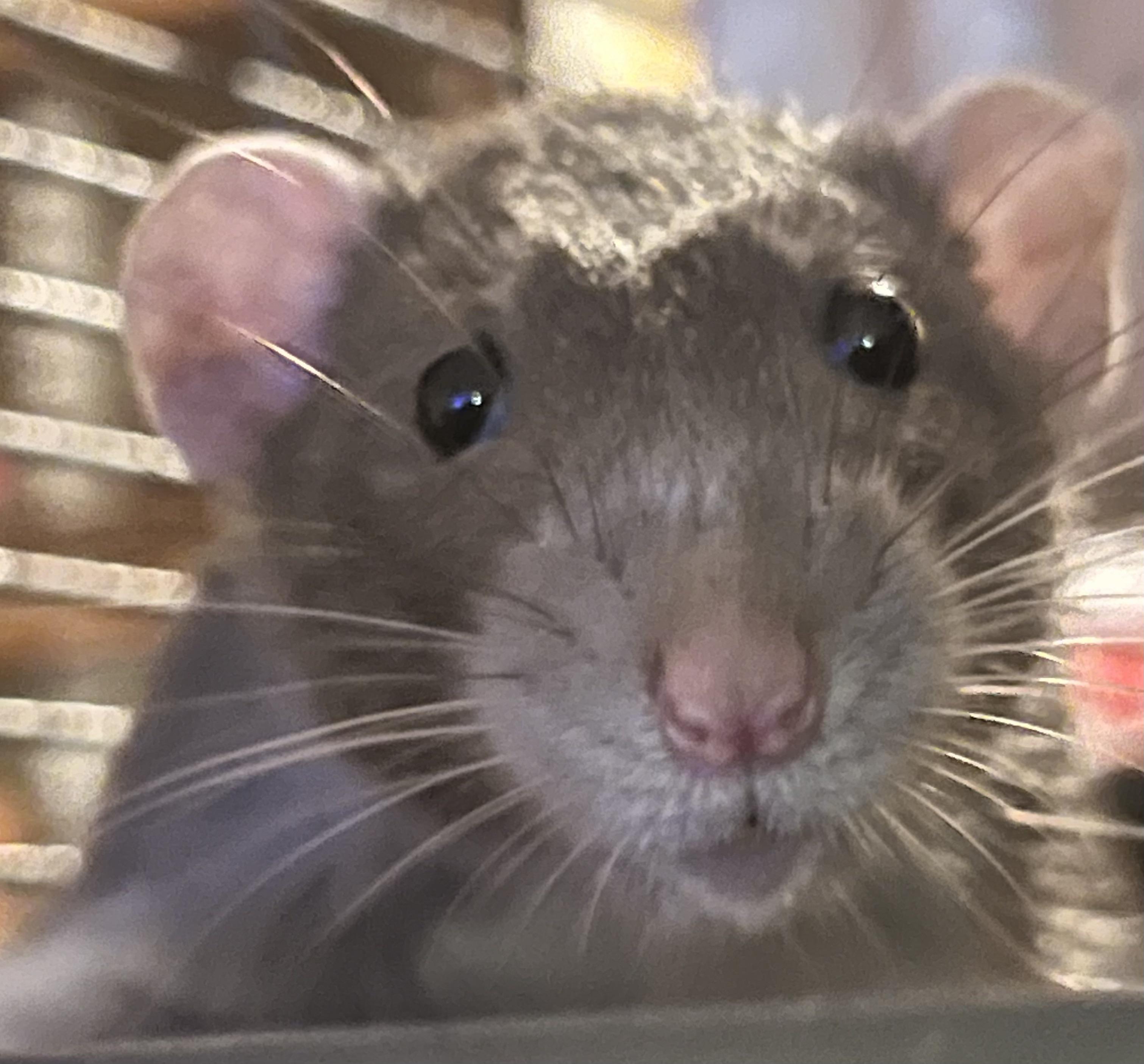 I have an addiction to cute rat. | Scrolller