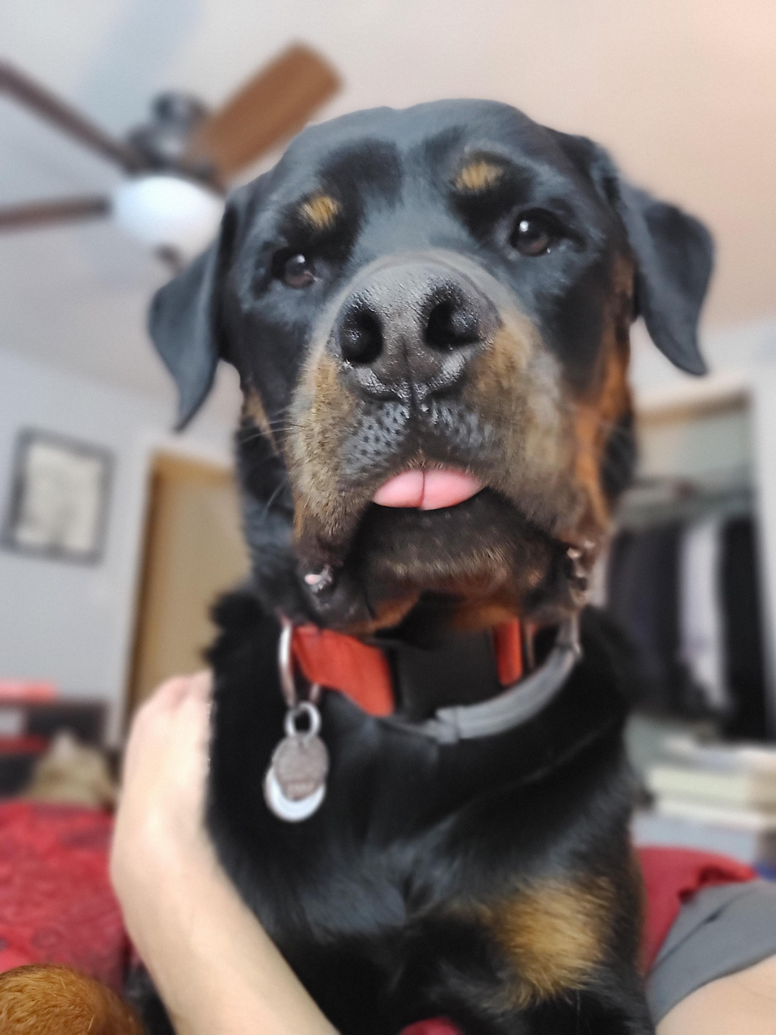 My Ridiculous Pup | Scrolller