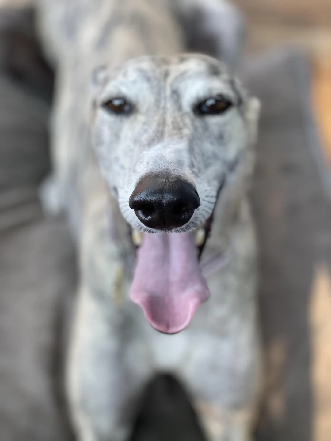 Discover more like Greyhounds: Happy Snoot! and Related Content | Scrolller
