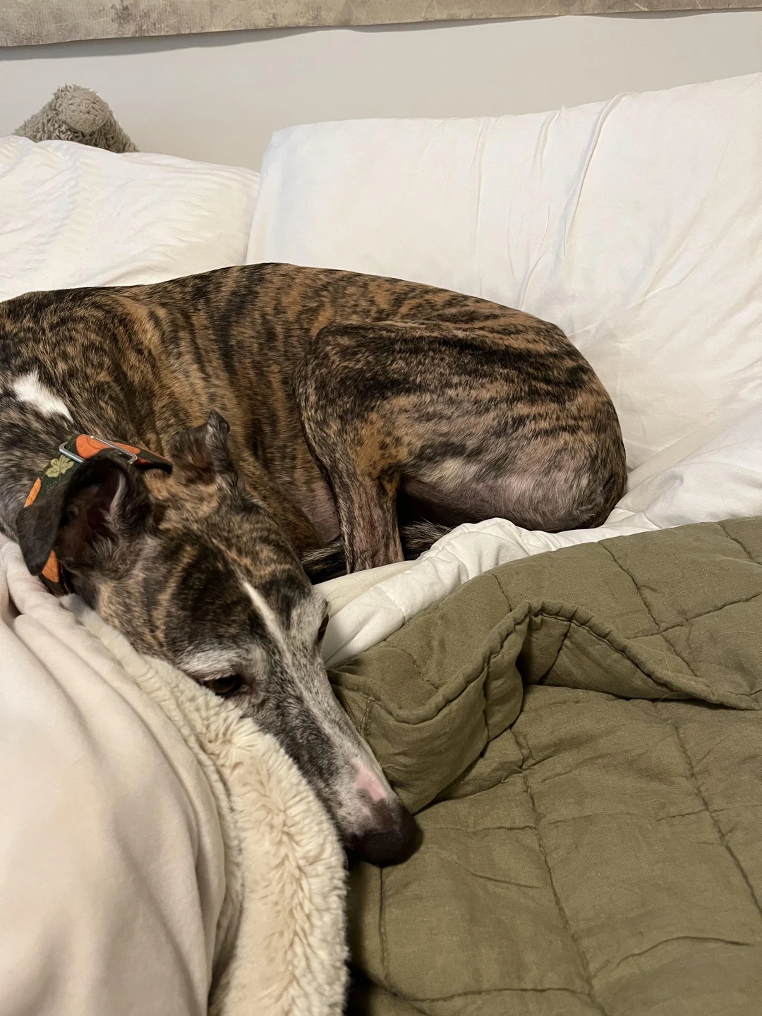 Thank you, mother. These freshly changed pillow cases make a perfectly soft spot for my butt ...