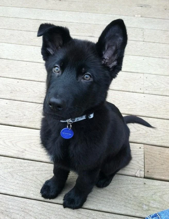 This Cute Black German Shepherd 🐶 | Scrolller