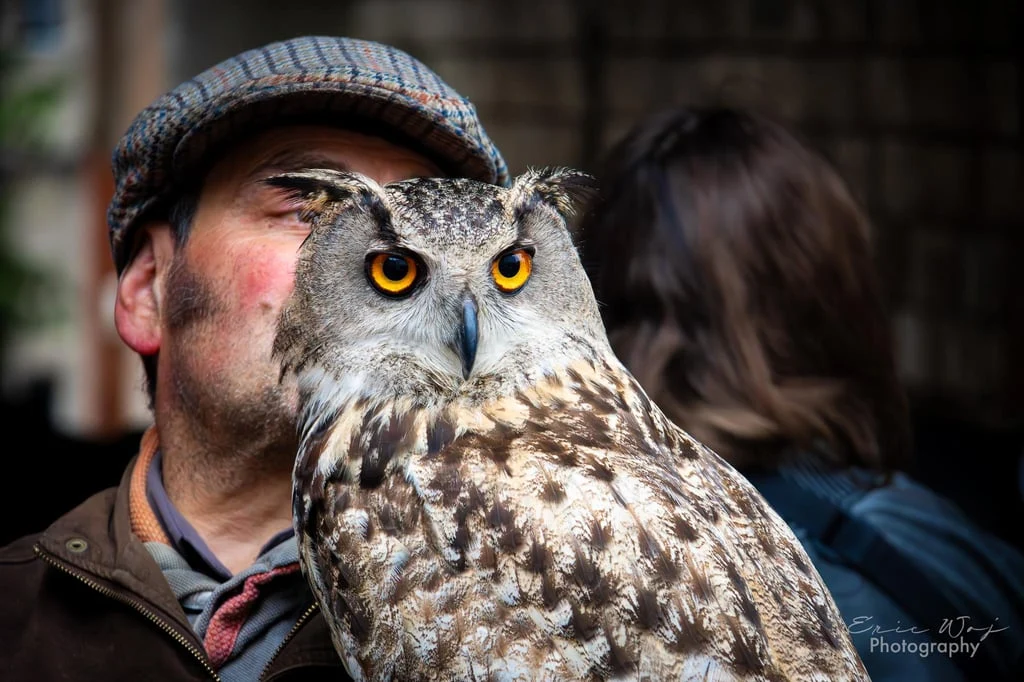 Snapped this beautiful specimen a months back in Edinburgh. (OC) | Scrolller
