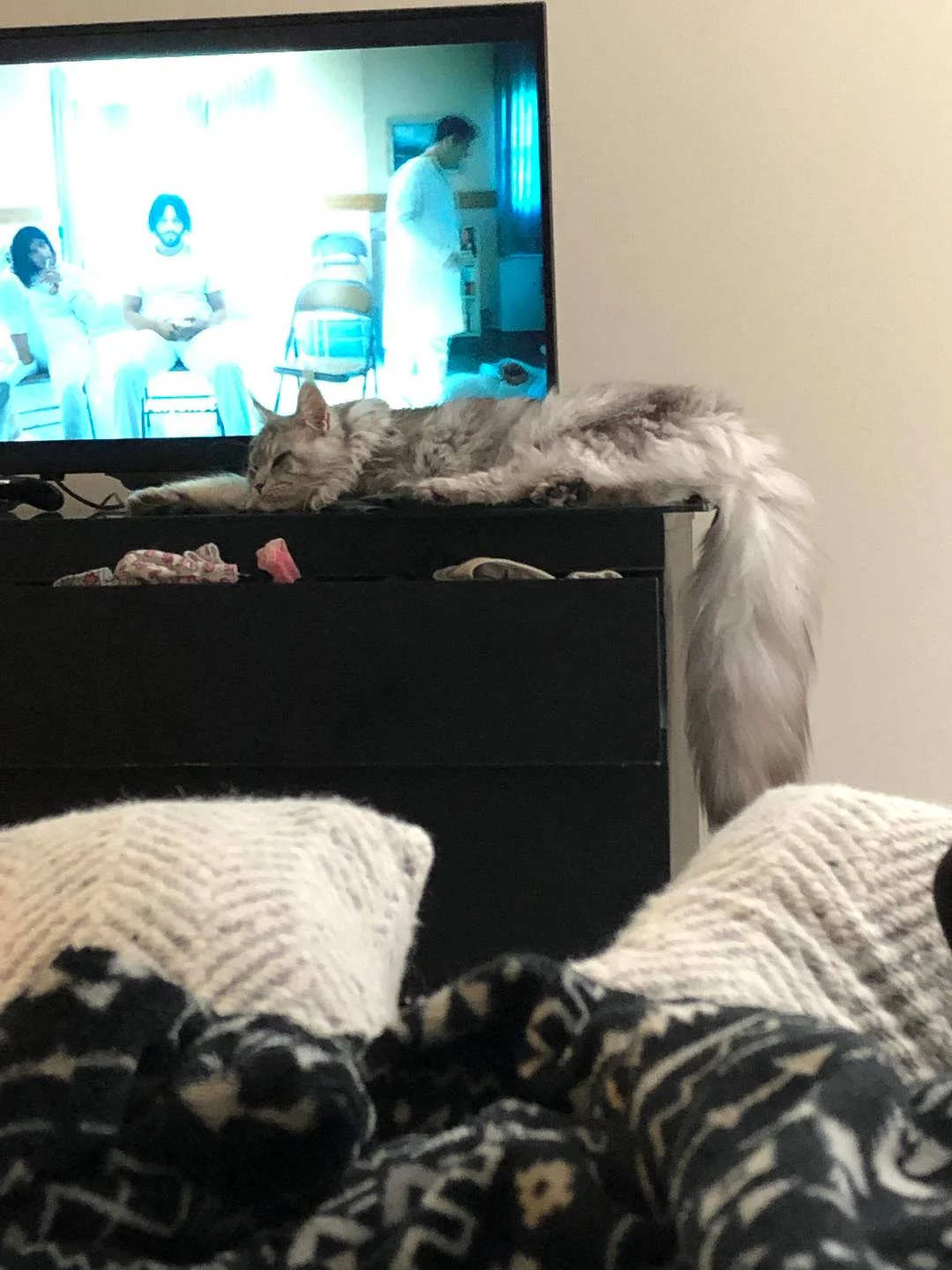 Shadowfax napping while his tail hangs out | Scrolller