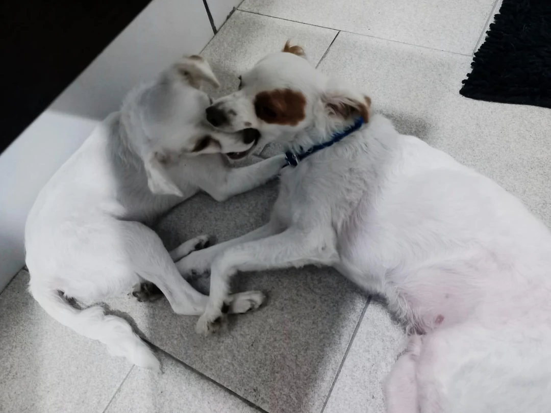 This siblings are so silly ️ | Scrolller