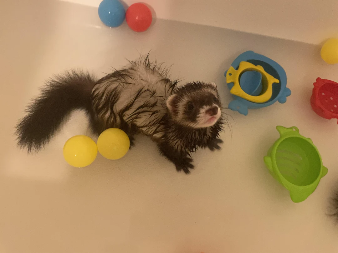 I think I brung home an otter | Scrolller