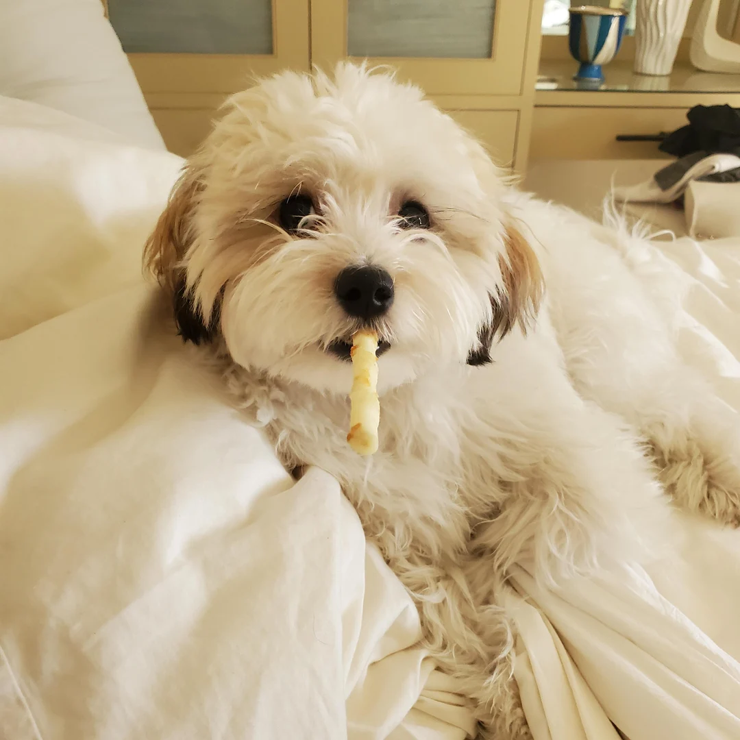 Snoopy and her stick | Scrolller