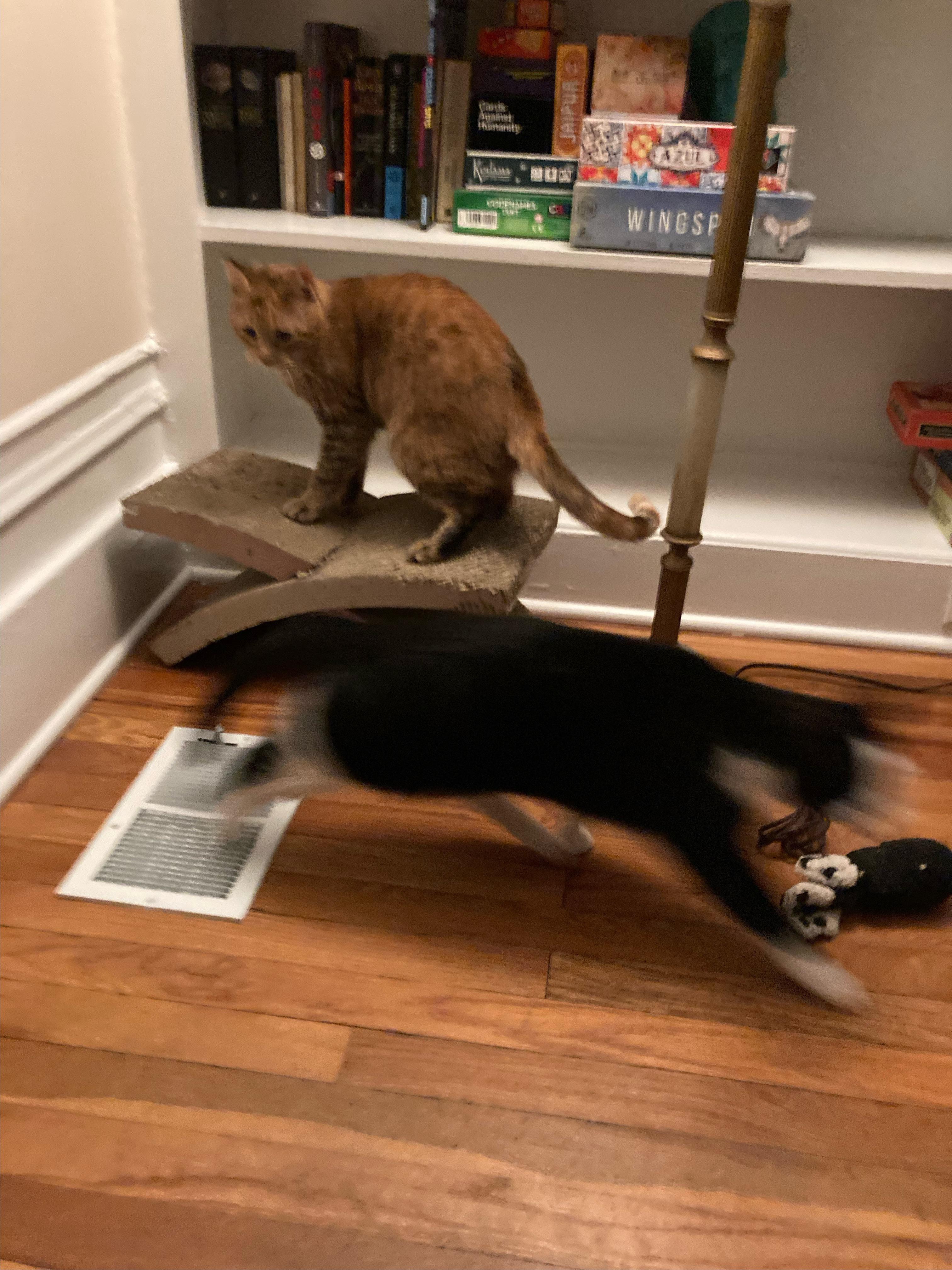 Blurry picture of cats | Scrolller