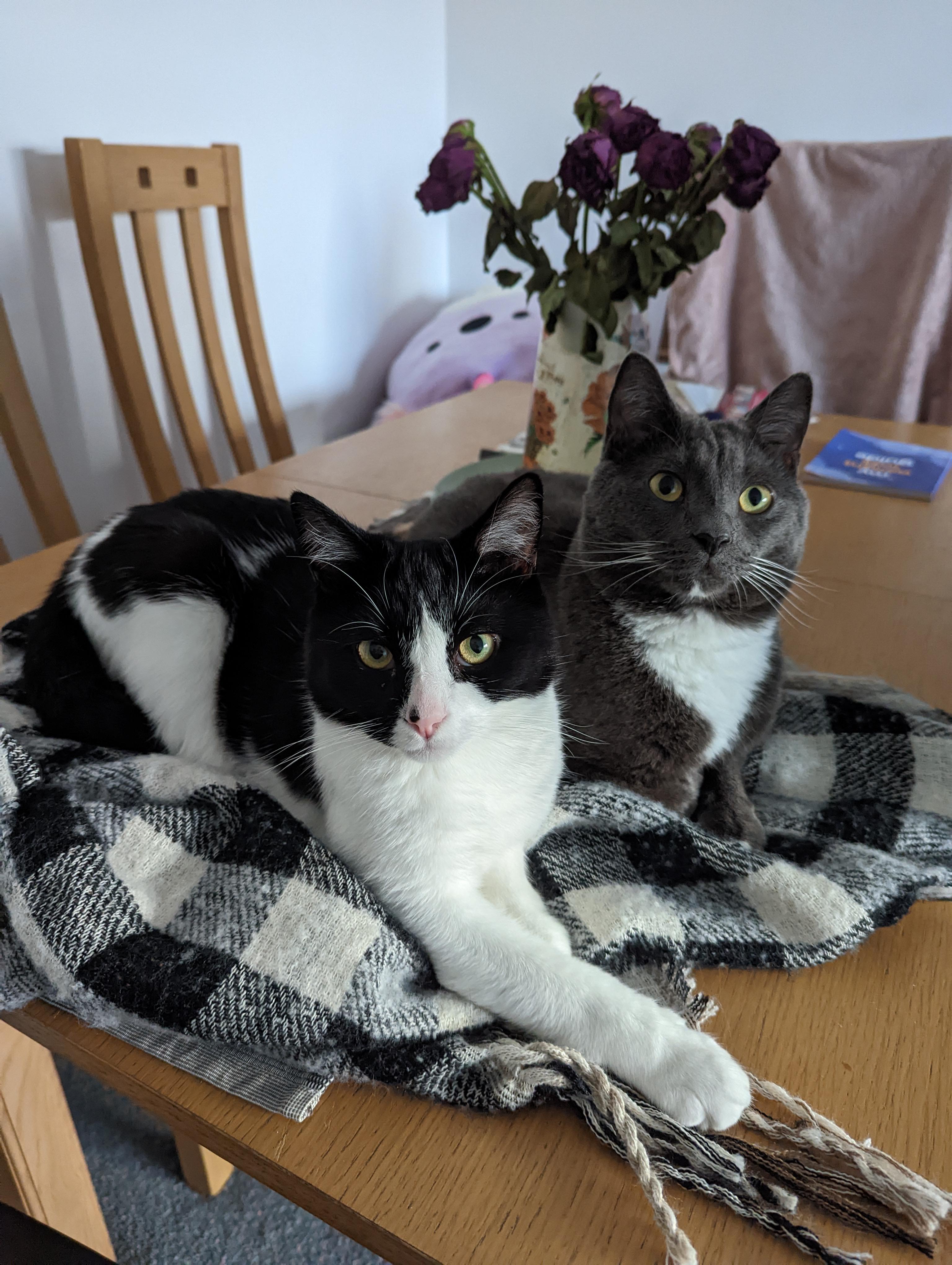 My babies Squidge and Henry | Scrolller
