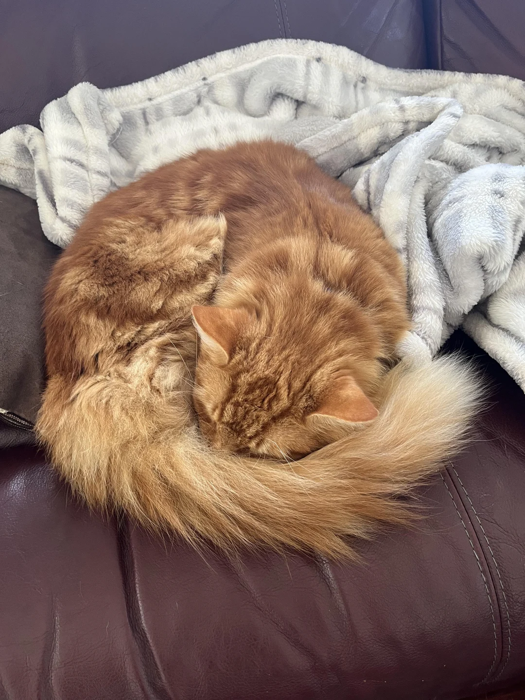 Fluff ball | Scrolller