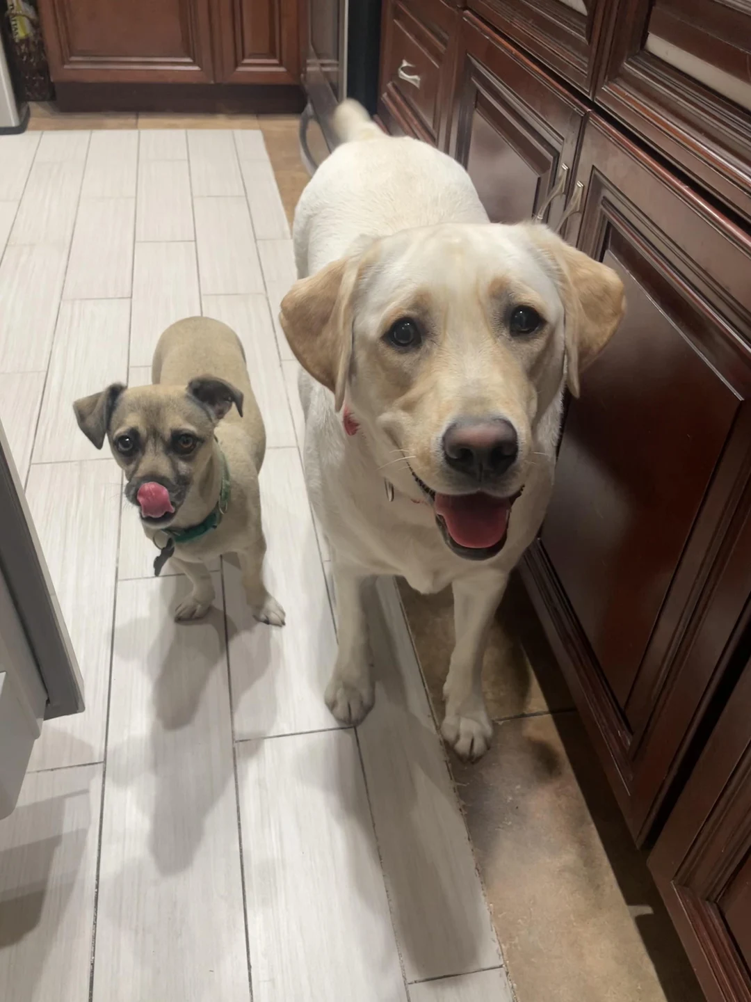 Whipped Cream Weddy | Scrolller