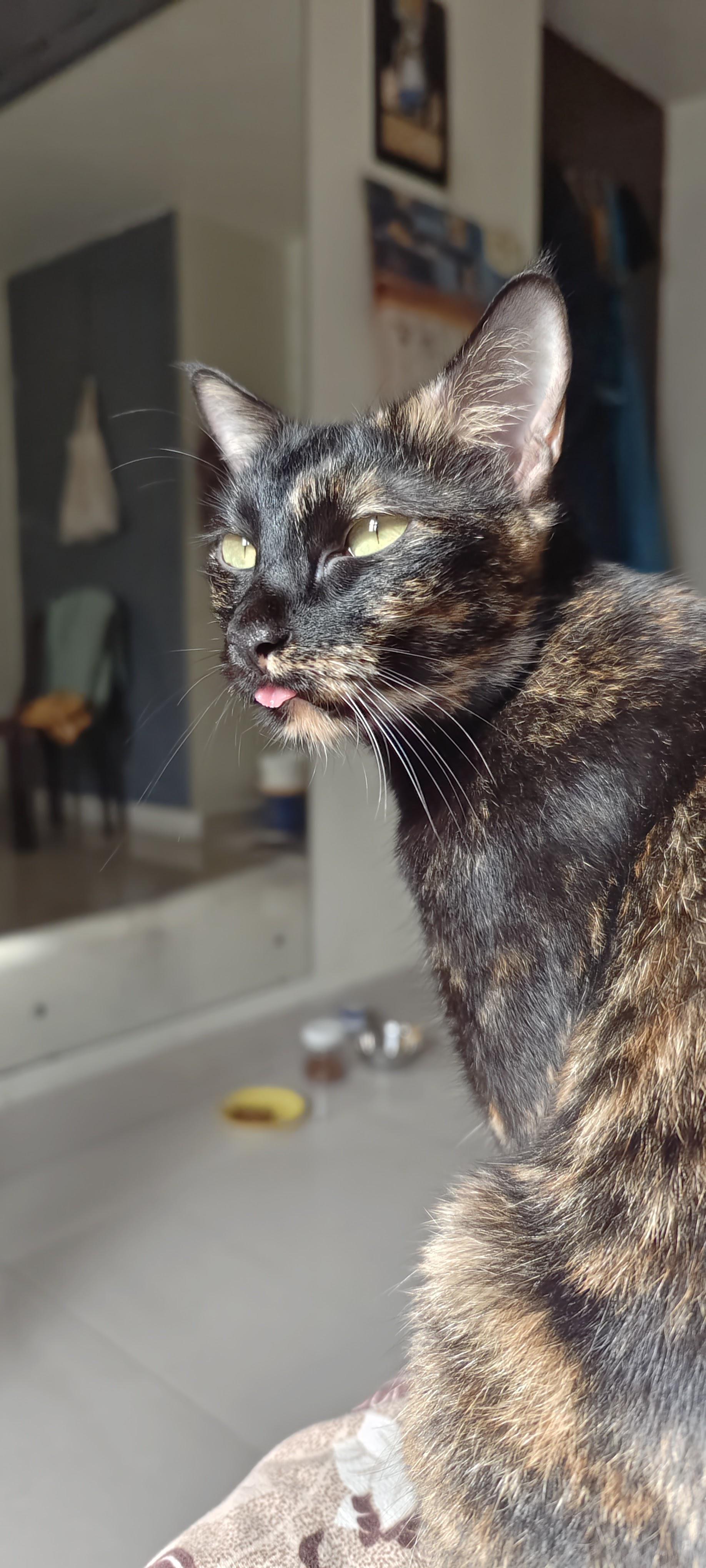 The littlest blep | Scrolller