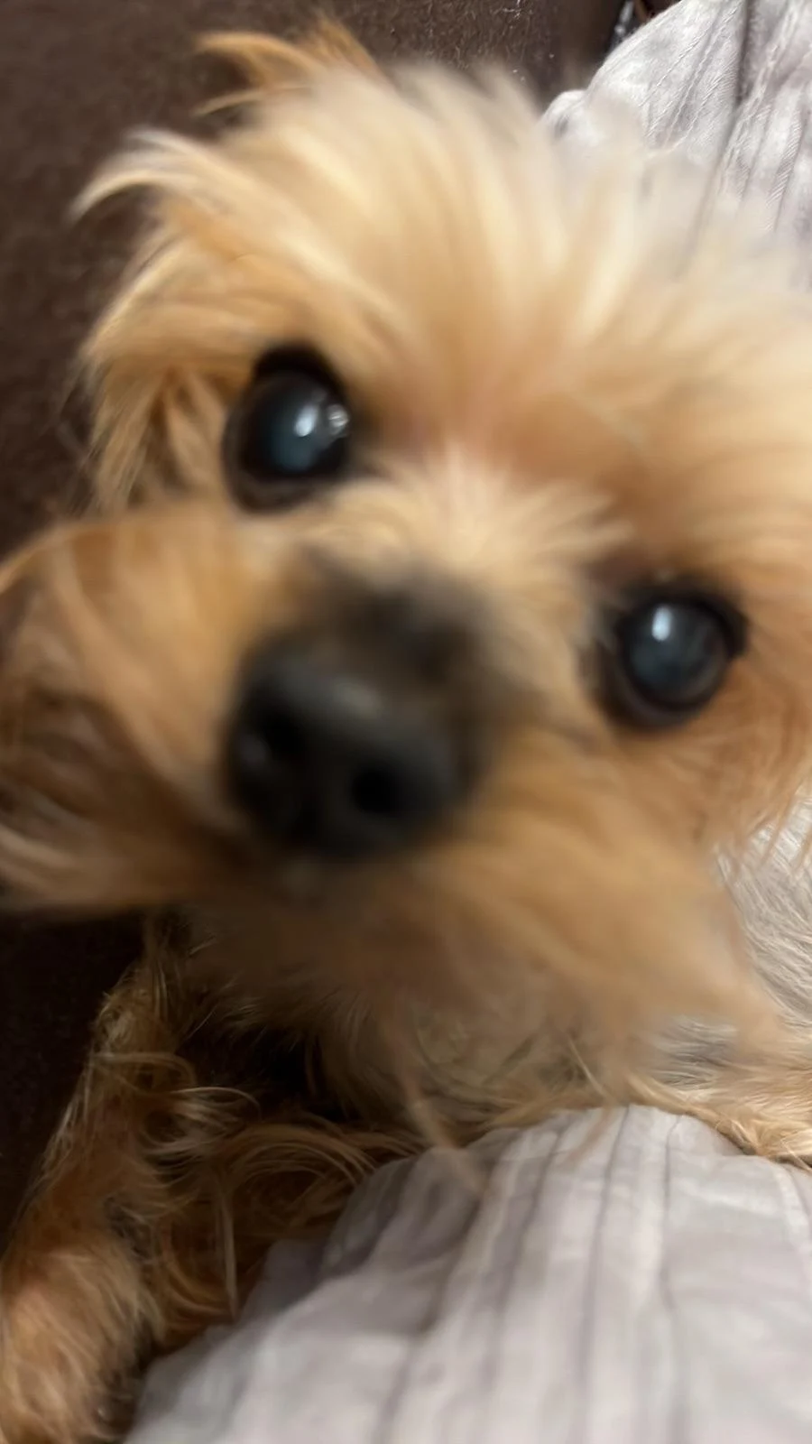 Cute doggo | Scrolller